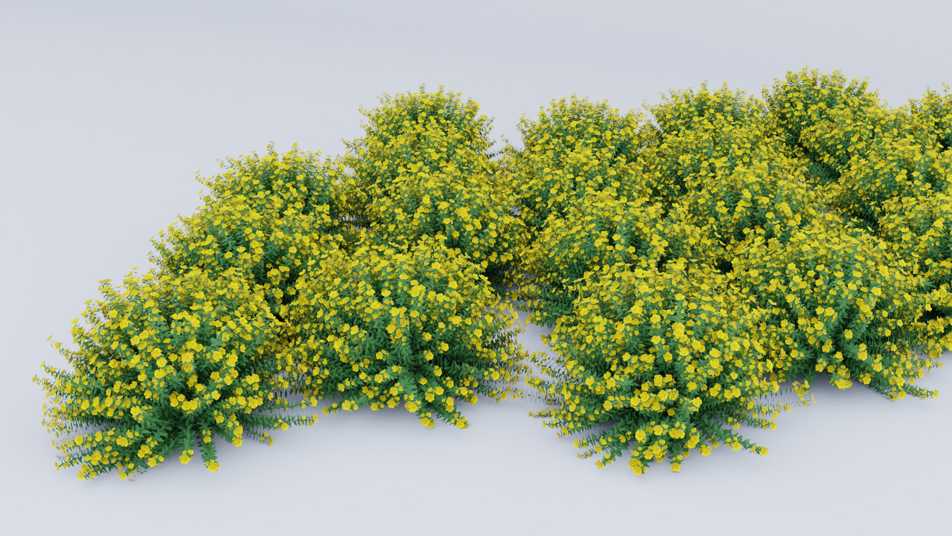 3D Hypericum Hidcote - TurboSquid 1433254