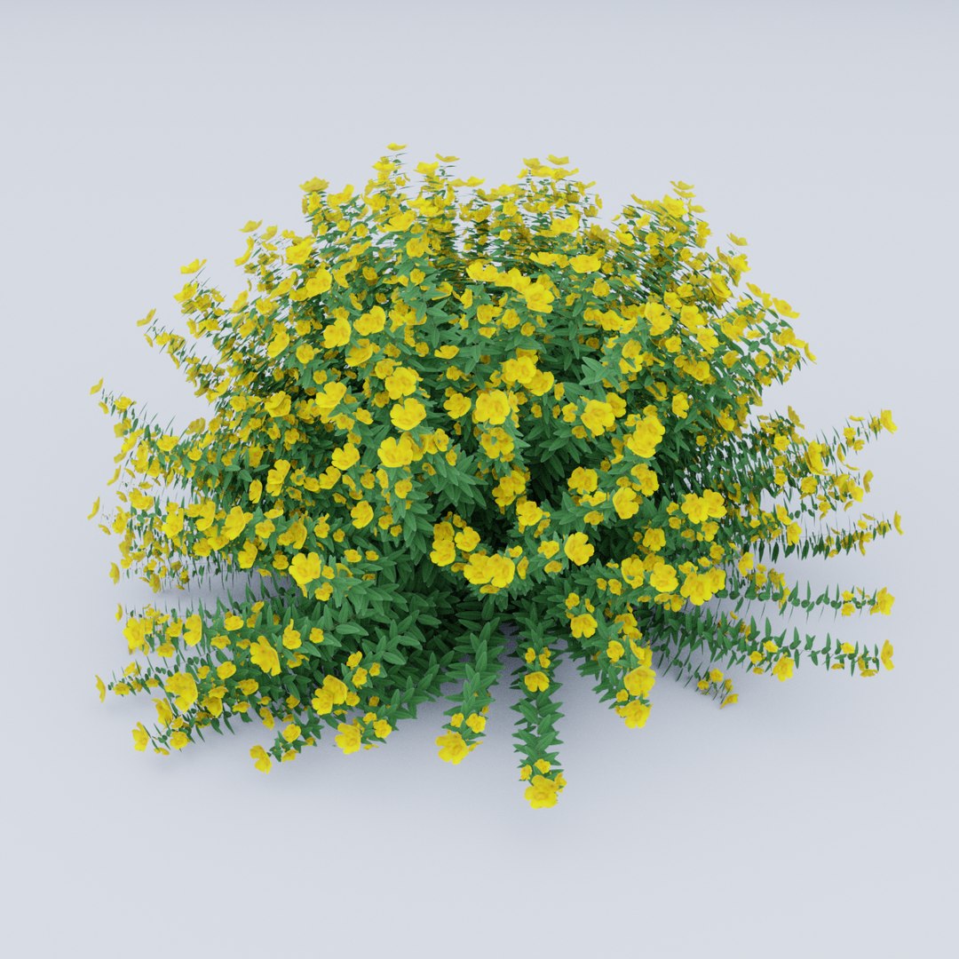 3D Hypericum Hidcote - TurboSquid 1433254