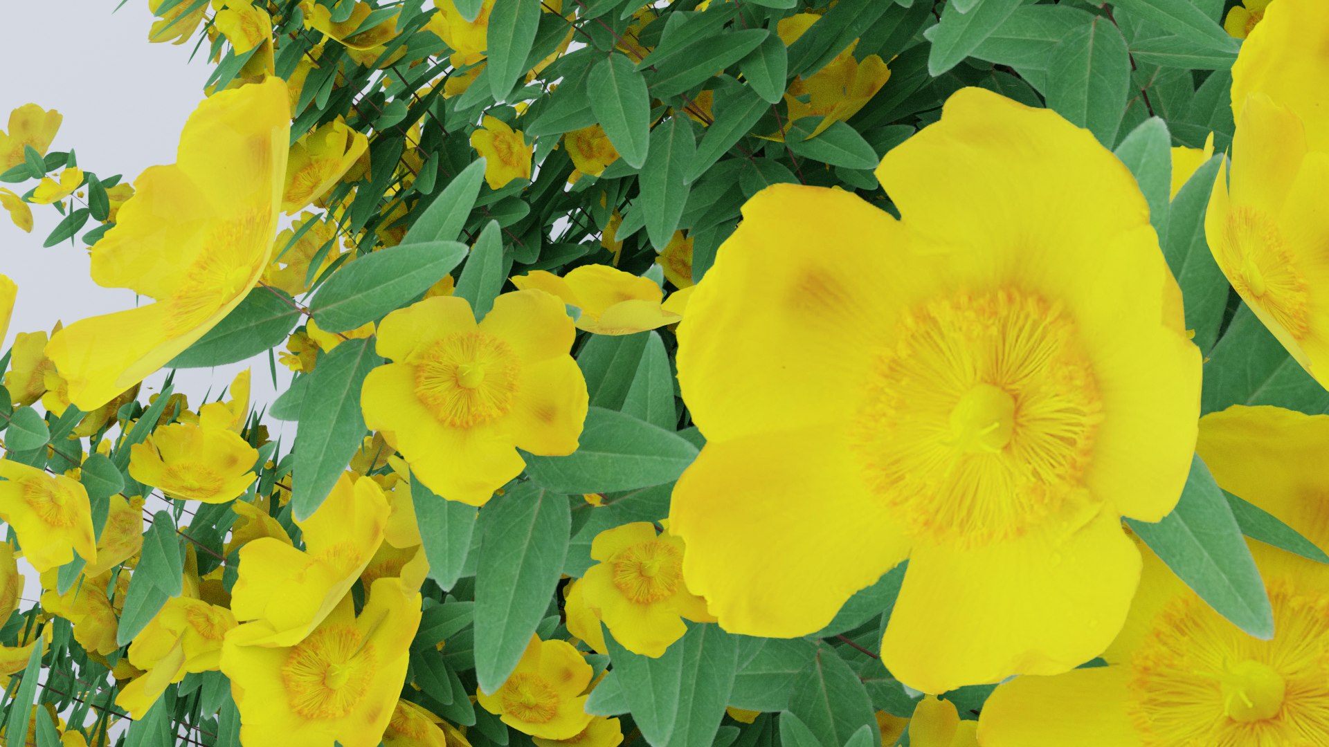 3D Hypericum Hidcote - TurboSquid 1433254