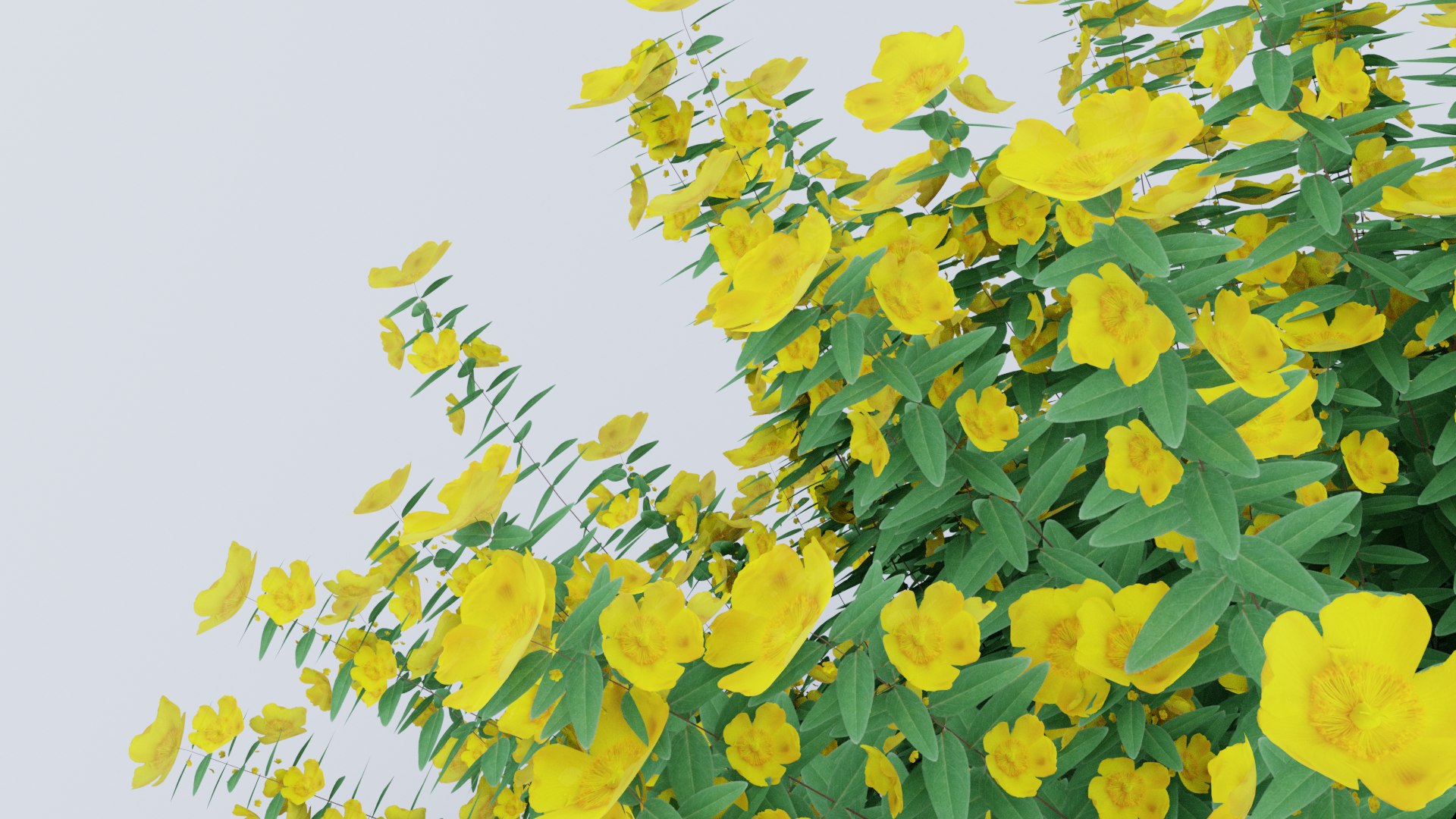 3D Hypericum Hidcote - TurboSquid 1433254