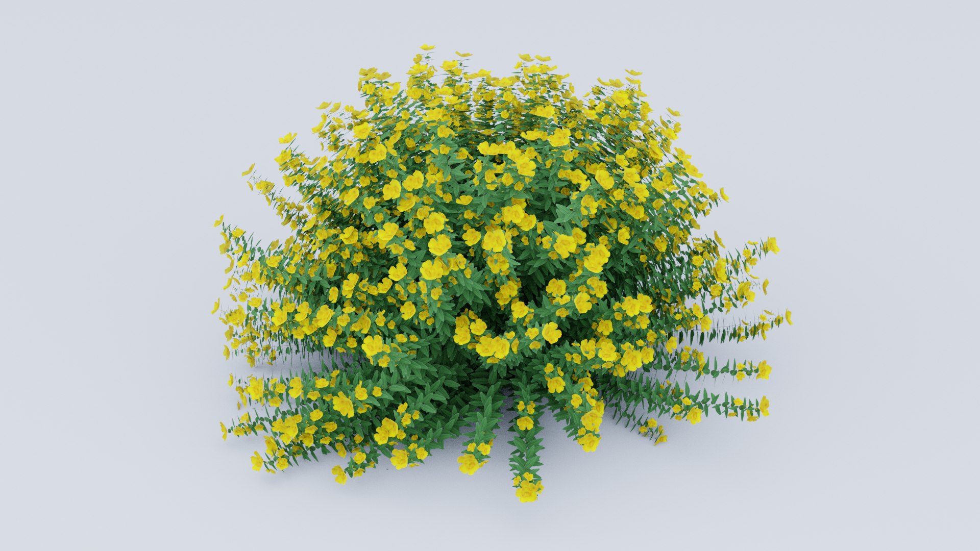 3D Hypericum Hidcote - TurboSquid 1433254