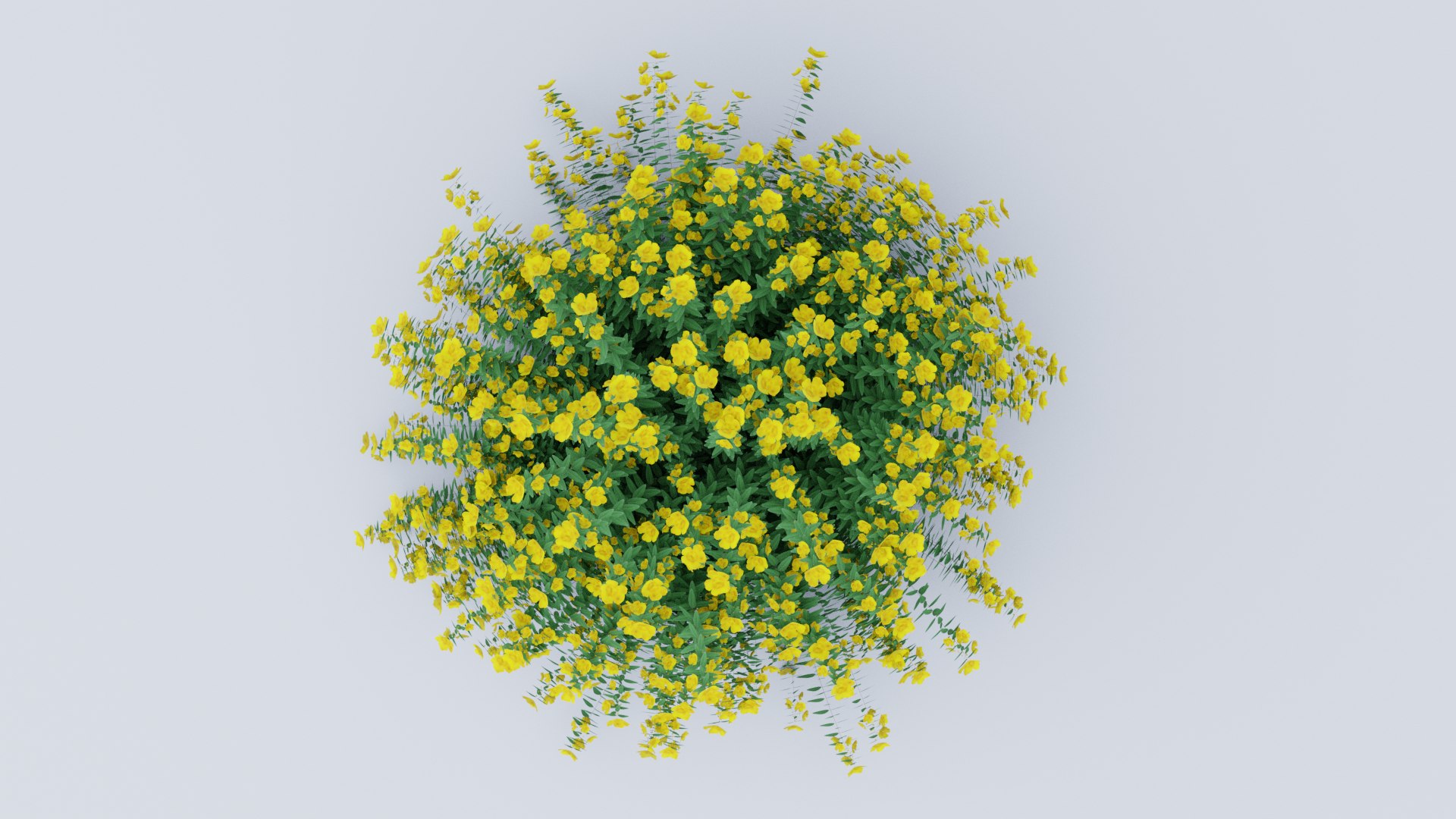 3D Hypericum Hidcote - TurboSquid 1433254