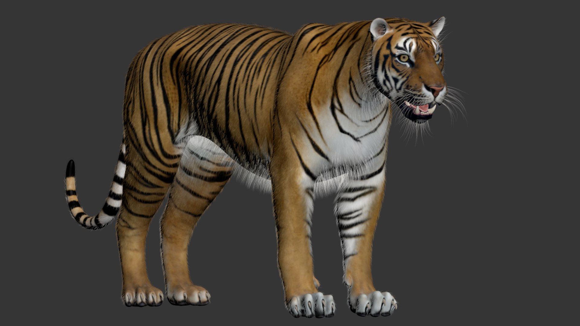 Tiger Amur 3D Model - TurboSquid 1977975