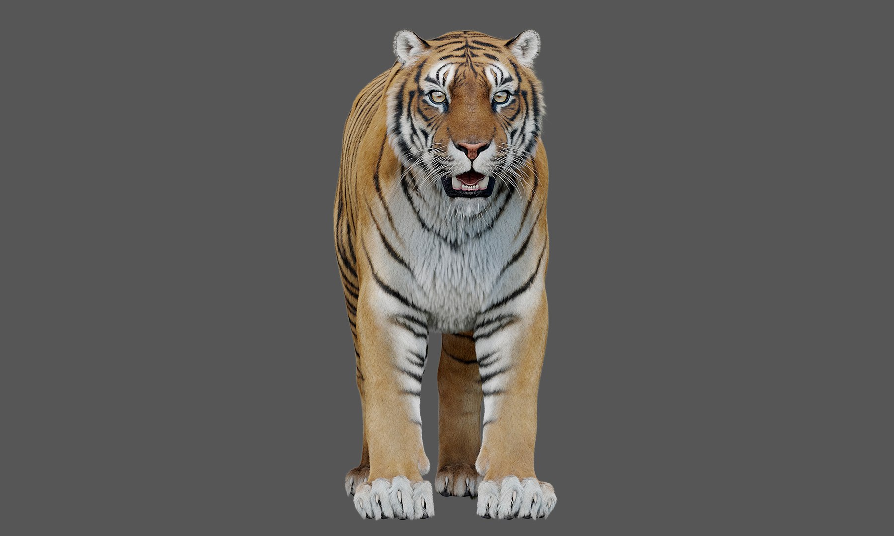 Tiger Amur 3D Model - TurboSquid 1977975