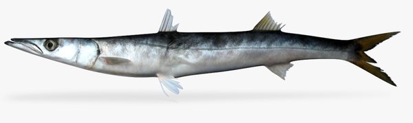 pacific barracuda 3d model