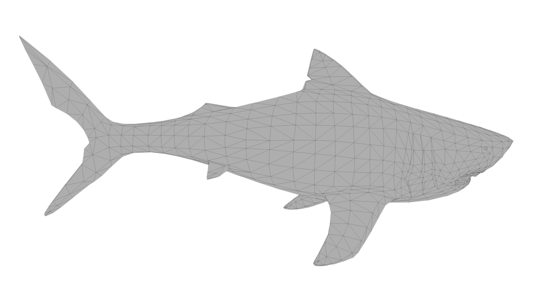 Shark Model - TurboSquid 1953898