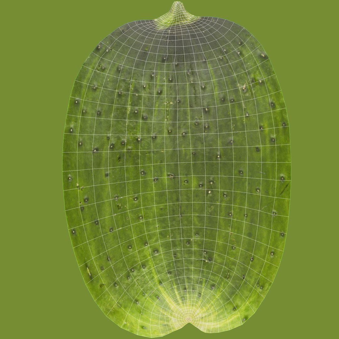 3D Model Cucumber 01 - TurboSquid 1381628