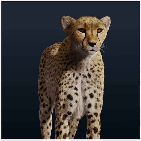 Realistic cheetah model - TurboSquid 1590259
