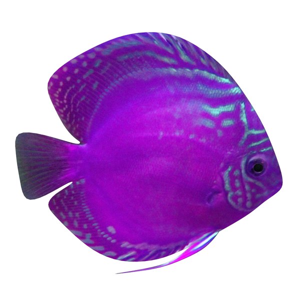 3D powder red tang - TurboSquid 1244940