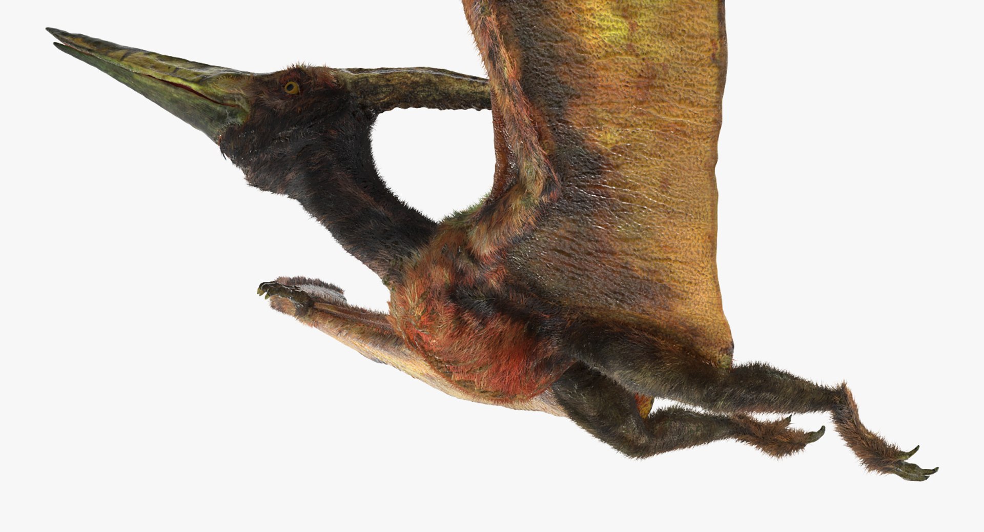 Pteranodon Flying Carnivorous Reptile Model - TurboSquid 1385301