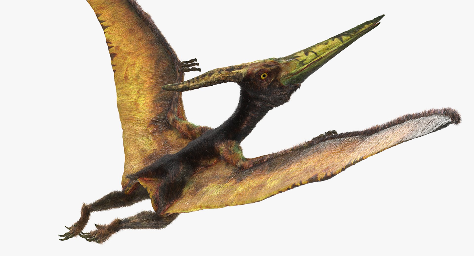 Pteranodon Flying Carnivorous Reptile Model - TurboSquid 1385301