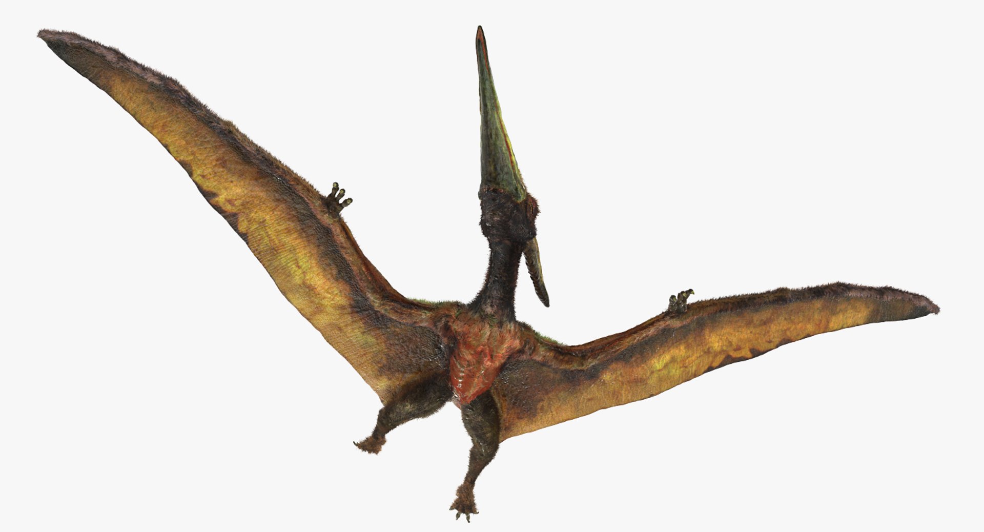 Pteranodon Flying Carnivorous Reptile Model - TurboSquid 1385301
