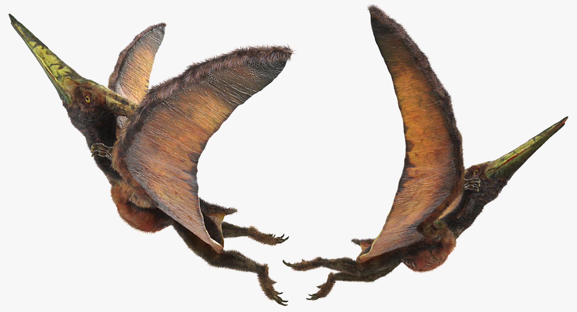 Pteranodon Flying Carnivorous Reptile Model - TurboSquid 1385301