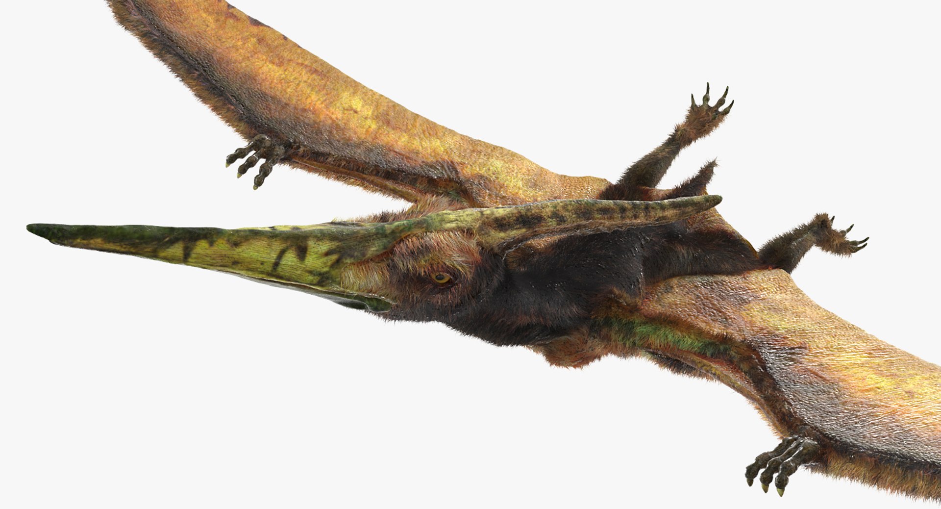 Pteranodon Flying Carnivorous Reptile Model - TurboSquid 1385301