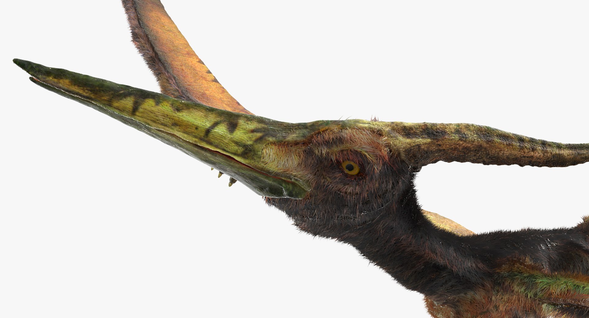 Pteranodon Flying Carnivorous Reptile Model - TurboSquid 1385301