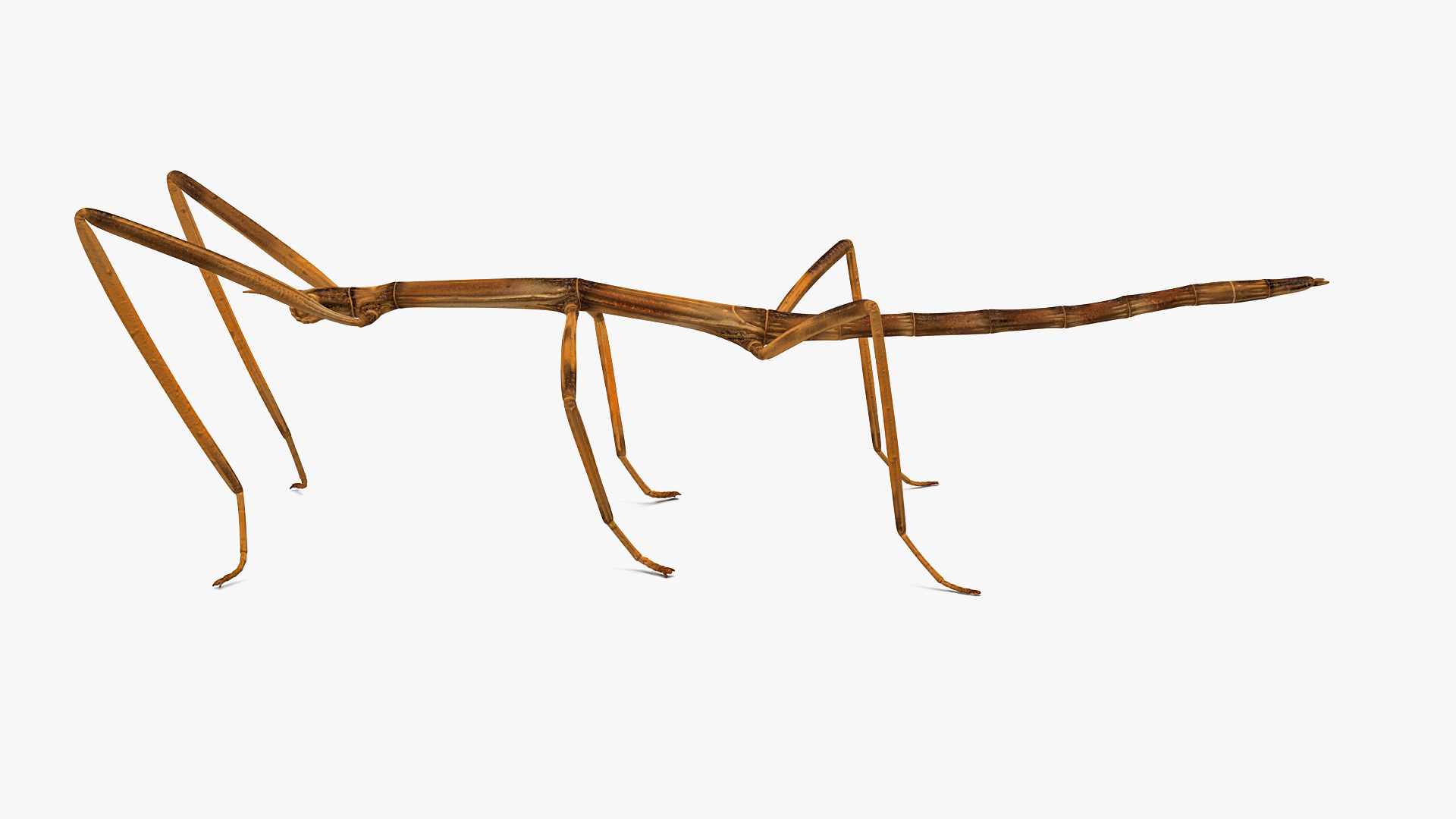 3D Stick Insect Brown Rigged Model - TurboSquid 1495751