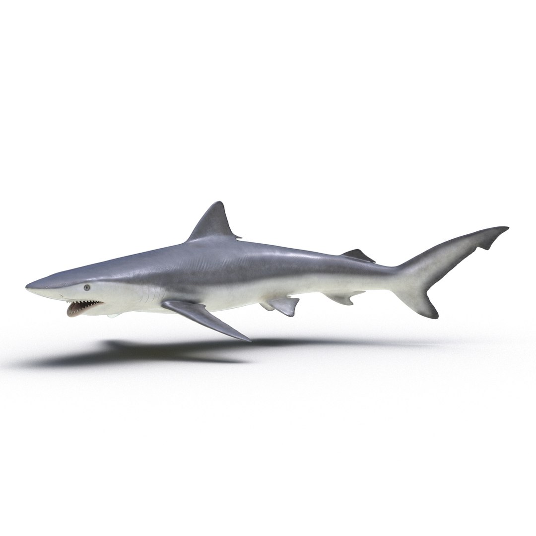 smalltail shark rigged 3d max