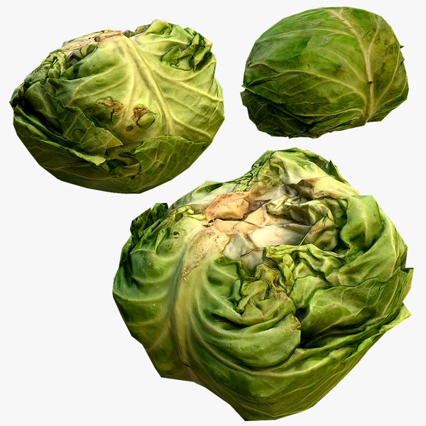 Cabbage 3D model - TurboSquid 1924945