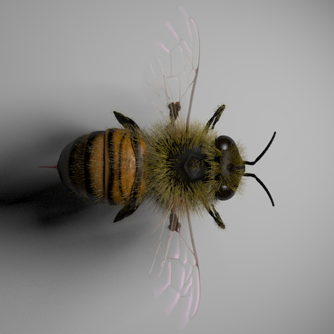 3d honey bee model