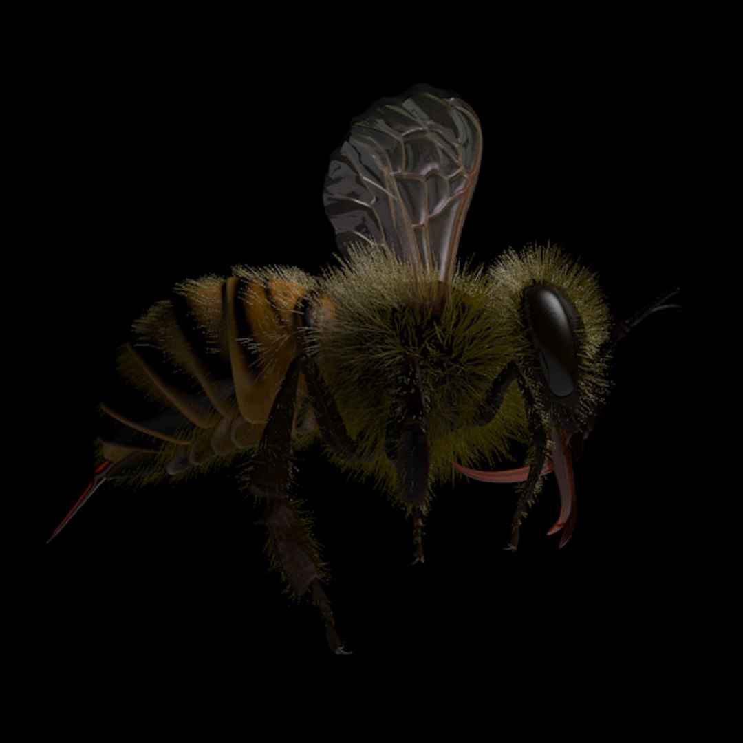 3d Honey Bee Model