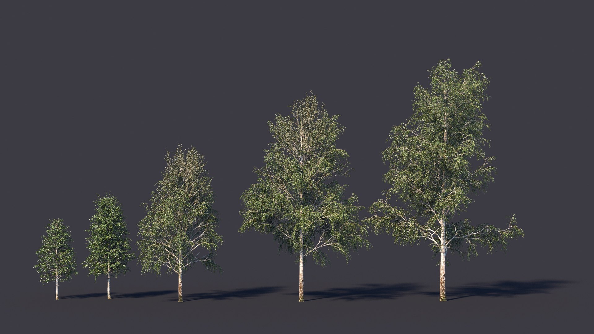 Birch Tree 3D Model - TurboSquid 1672904