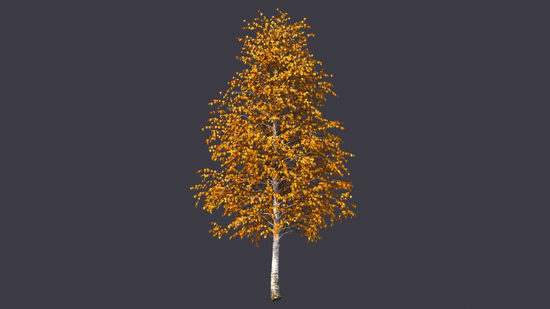 Birch Tree 3D Model - TurboSquid 1672904