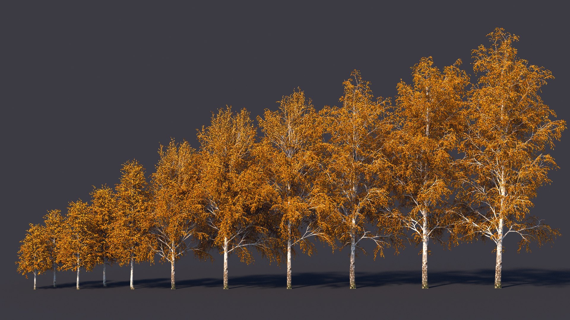 Birch Tree 3D Model - TurboSquid 1672904