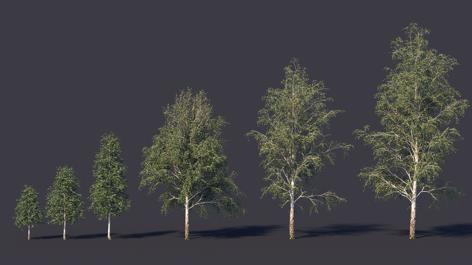 Birch Tree 3D Model - TurboSquid 1672904