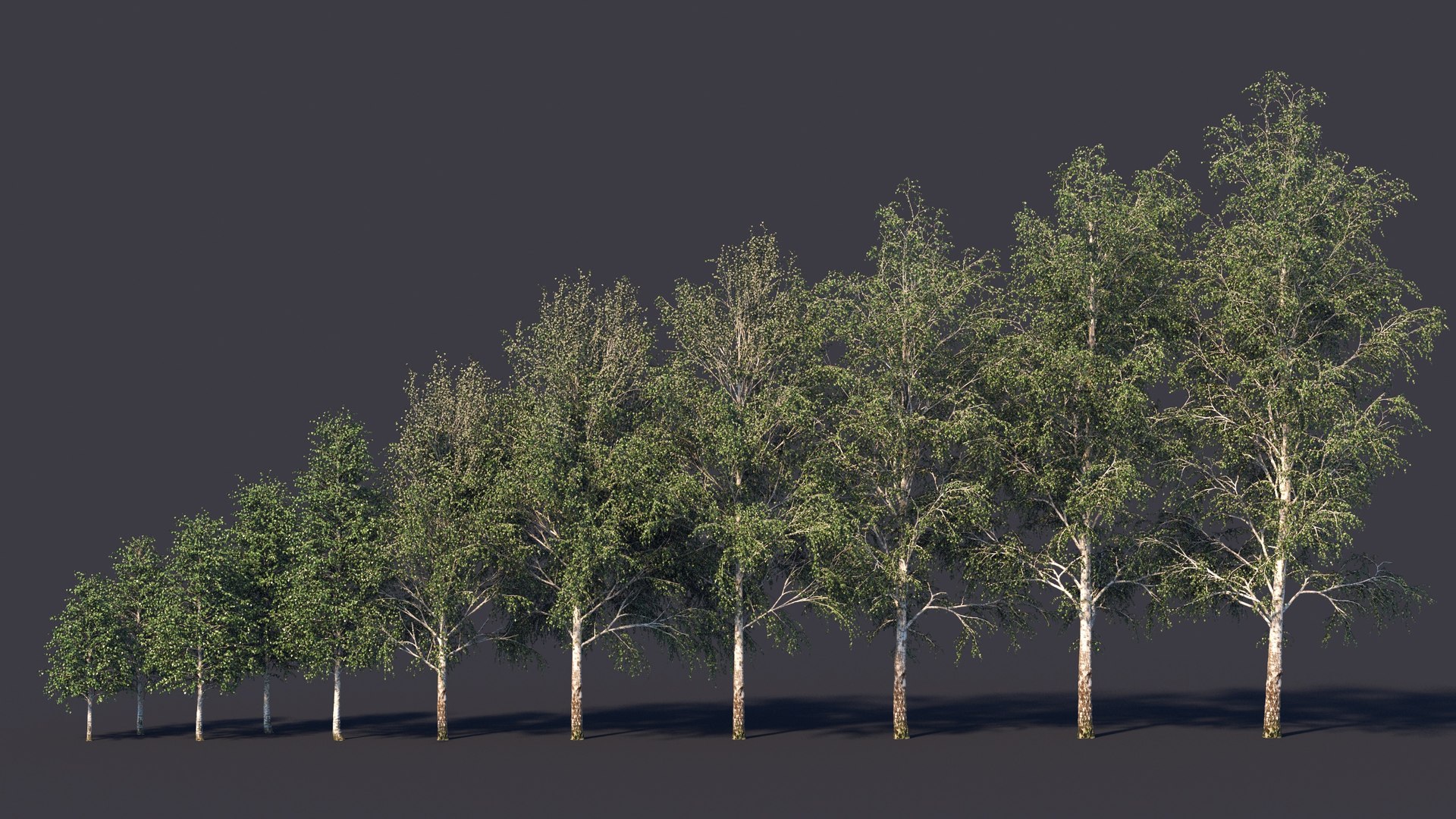 Birch Tree 3D Model - TurboSquid 1672904