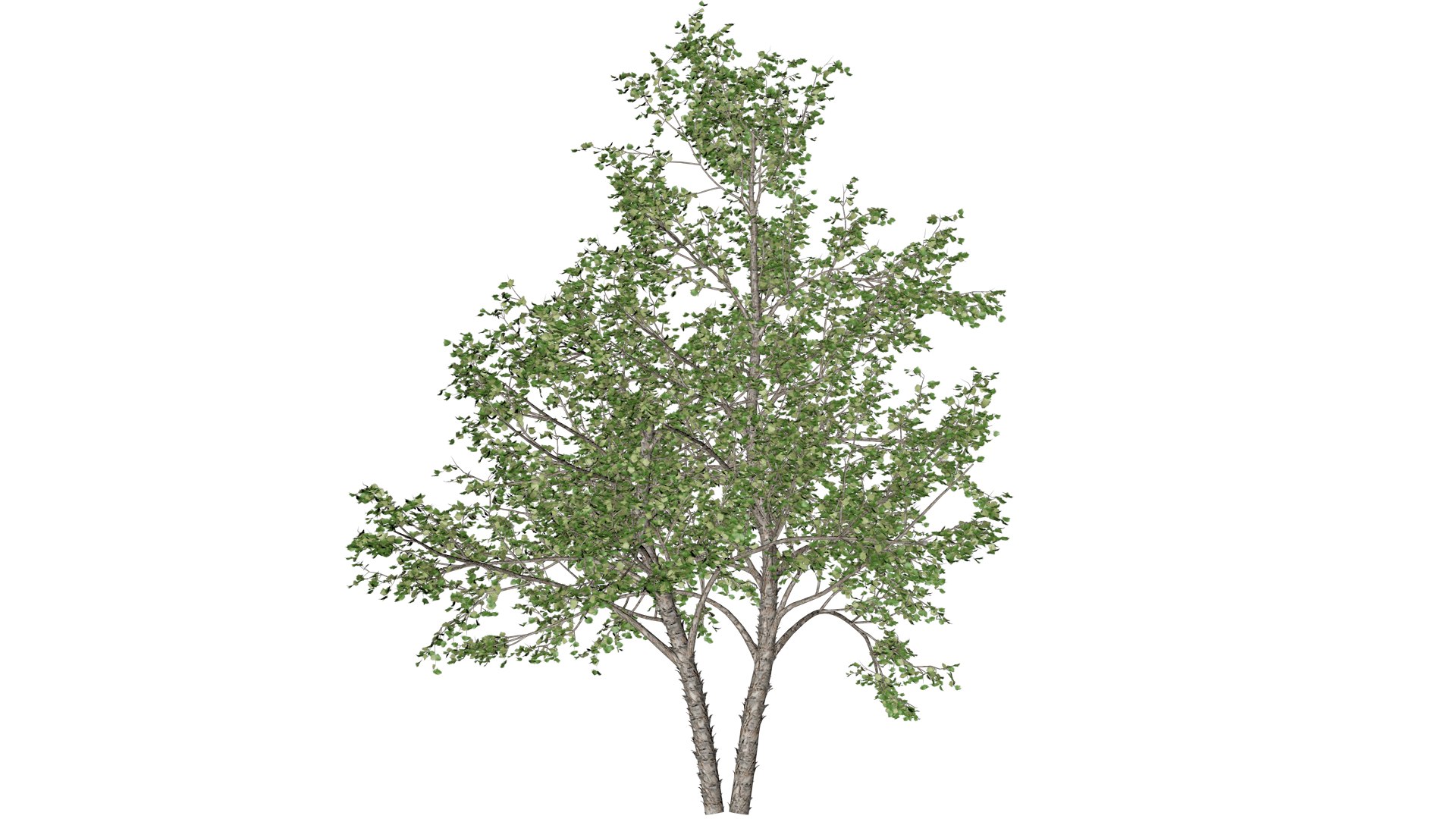 3D River Birch Tree - 05 - - TurboSquid 2377751