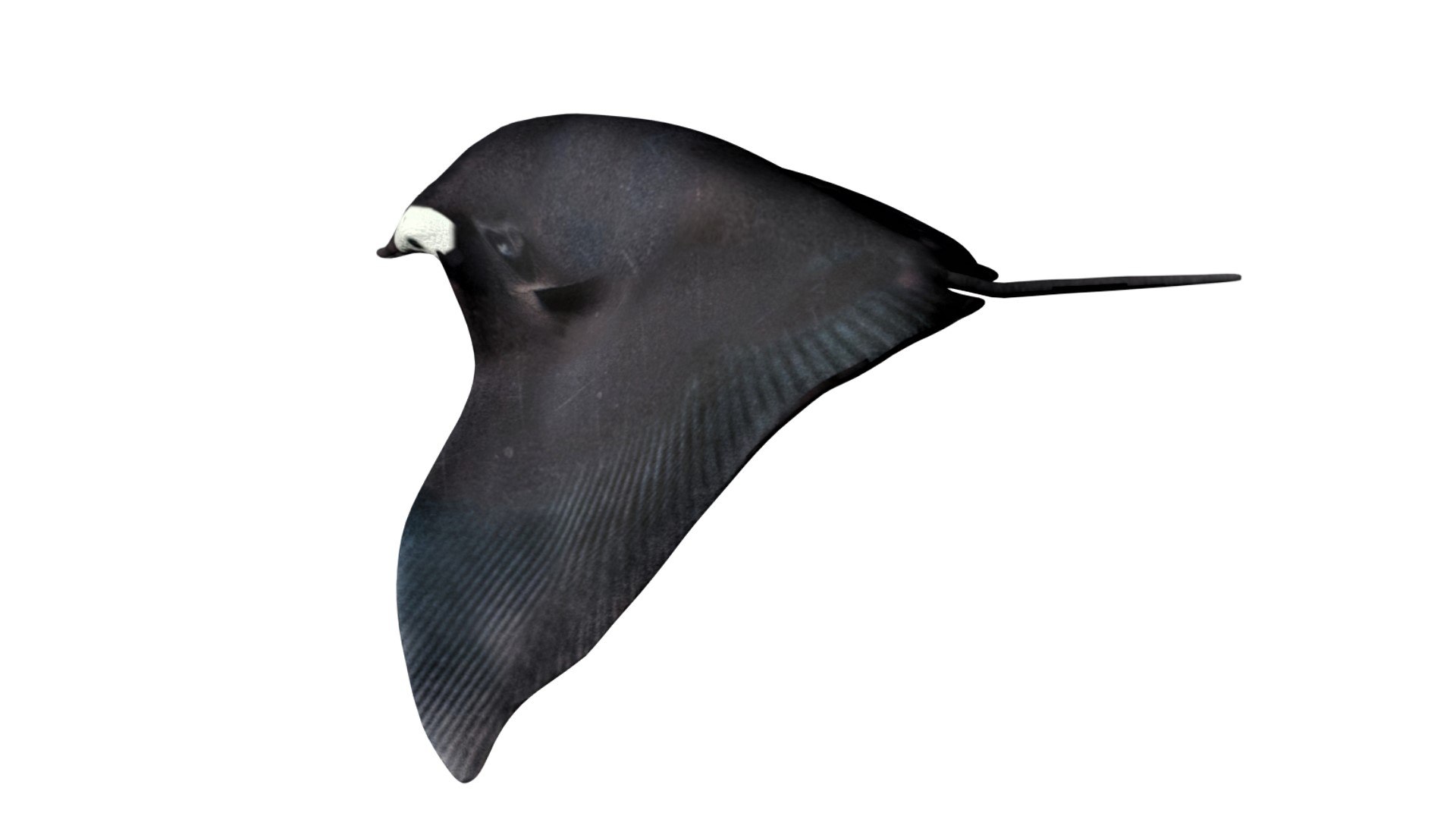 3D Fully Rigged Manta Ray - TurboSquid 1754455