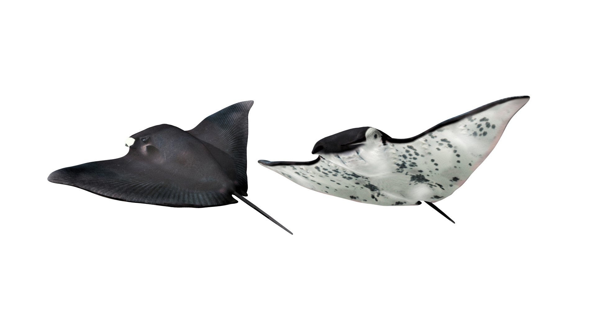 3D Fully Rigged Manta Ray - TurboSquid 1754455