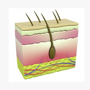 3D Scalp Models - Browse & Download Formats - TurboSquid