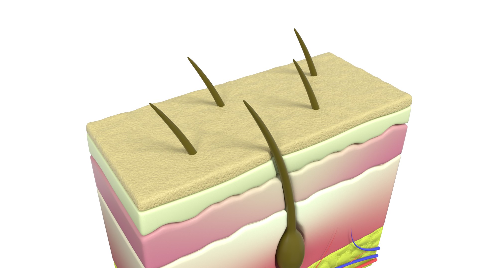 3D Human Scalp 3D Model 3D Model1 - TurboSquid 2029138