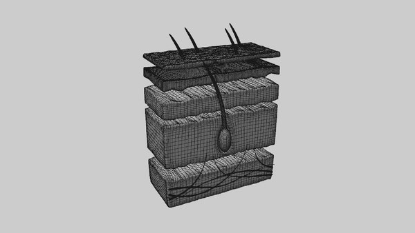 3D Human Scalp 3D model 3D model1 - TurboSquid 2029138