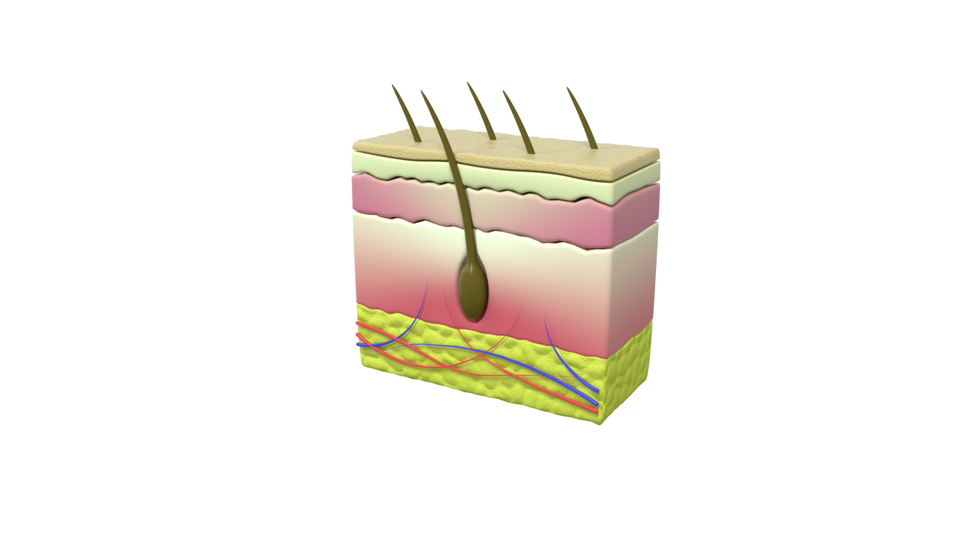 3D Human Scalp 3D Model 3D Model1 - TurboSquid 2029138