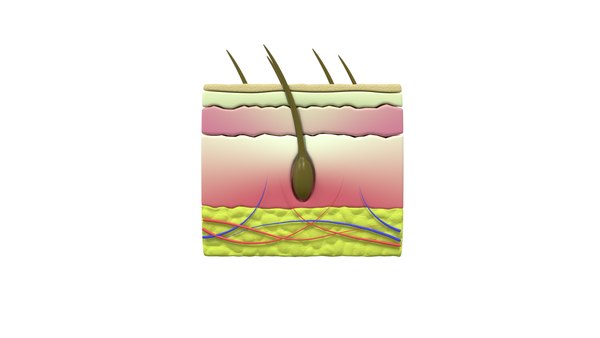 3D Human Scalp 3D model 3D model1 - TurboSquid 2029138