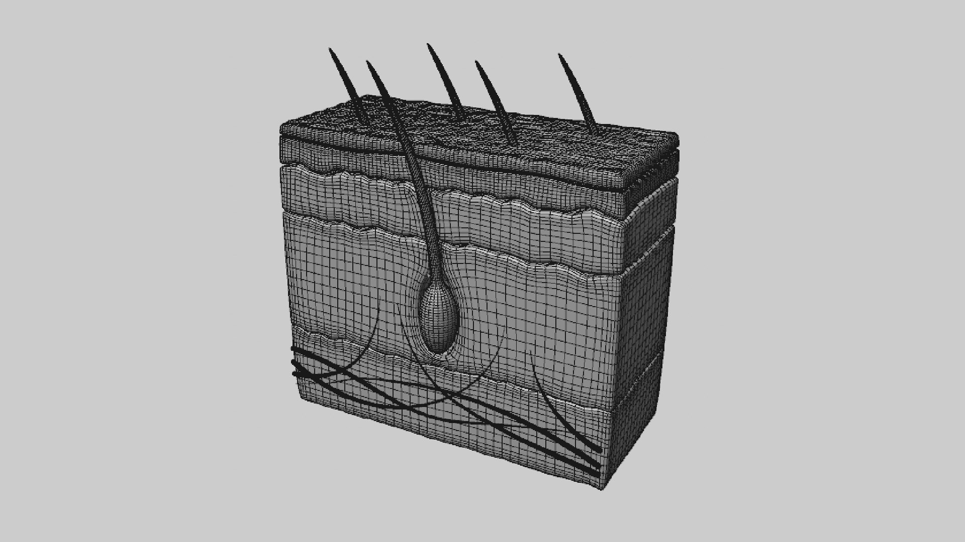 3D Human Scalp 3D Model 3D Model1 - TurboSquid 2029138