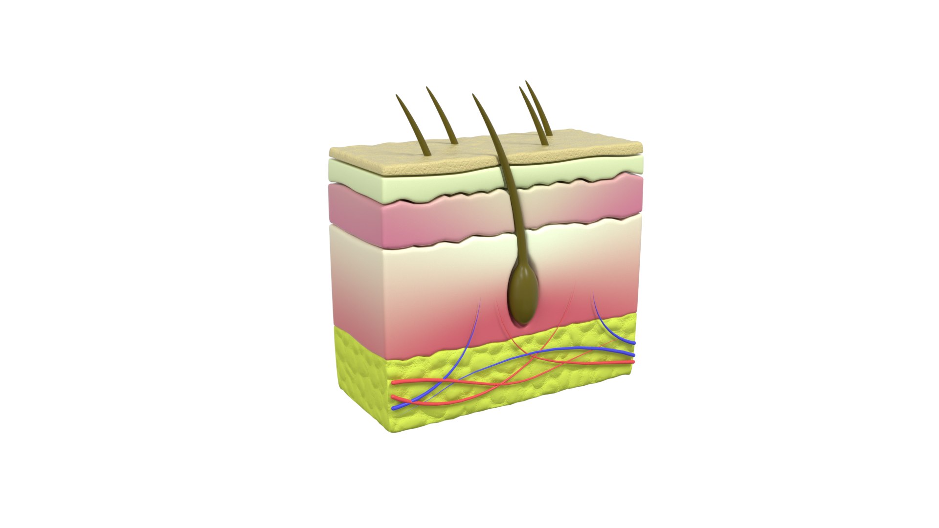 3D Human Scalp 3D Model 3D Model1 - TurboSquid 2029138