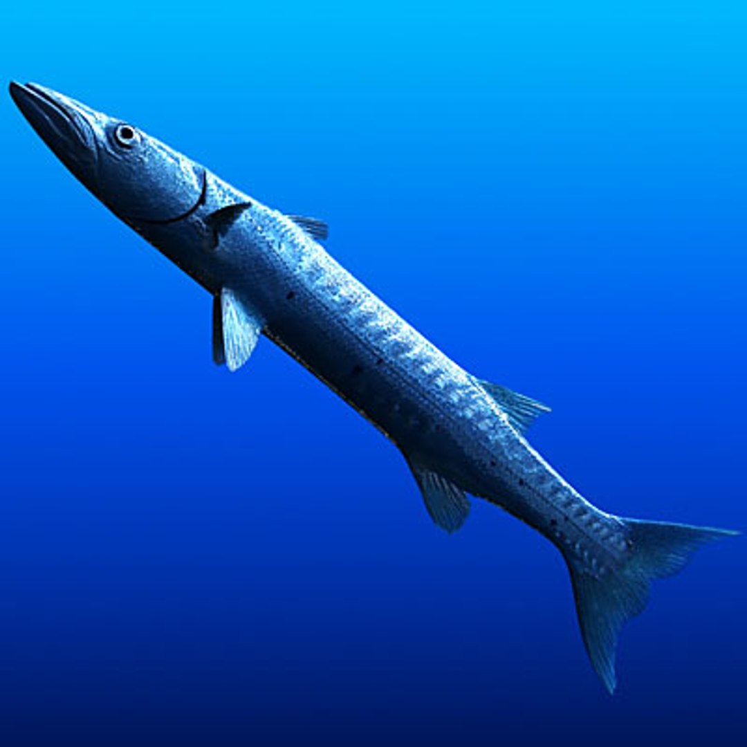 3ds barracuda dangerous fish