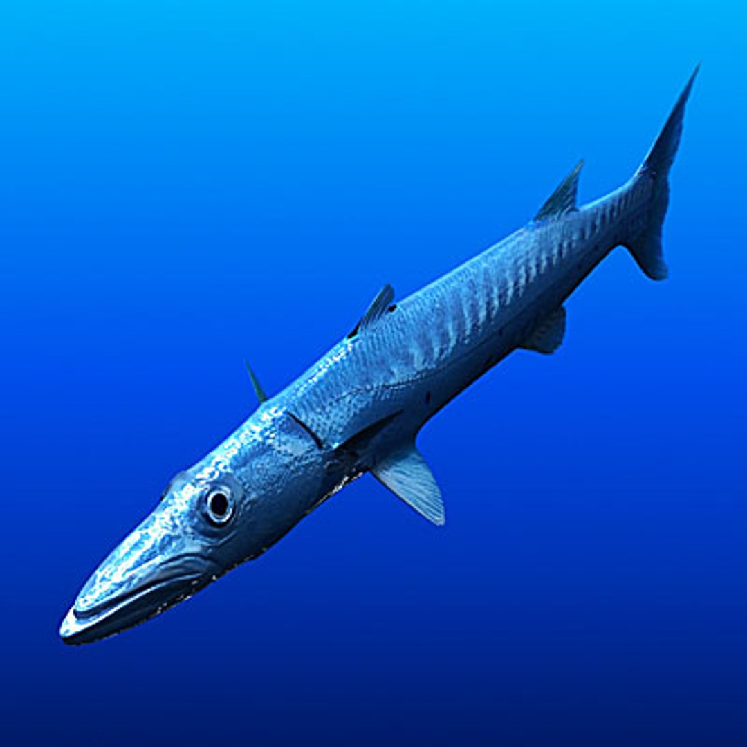 3ds barracuda dangerous fish