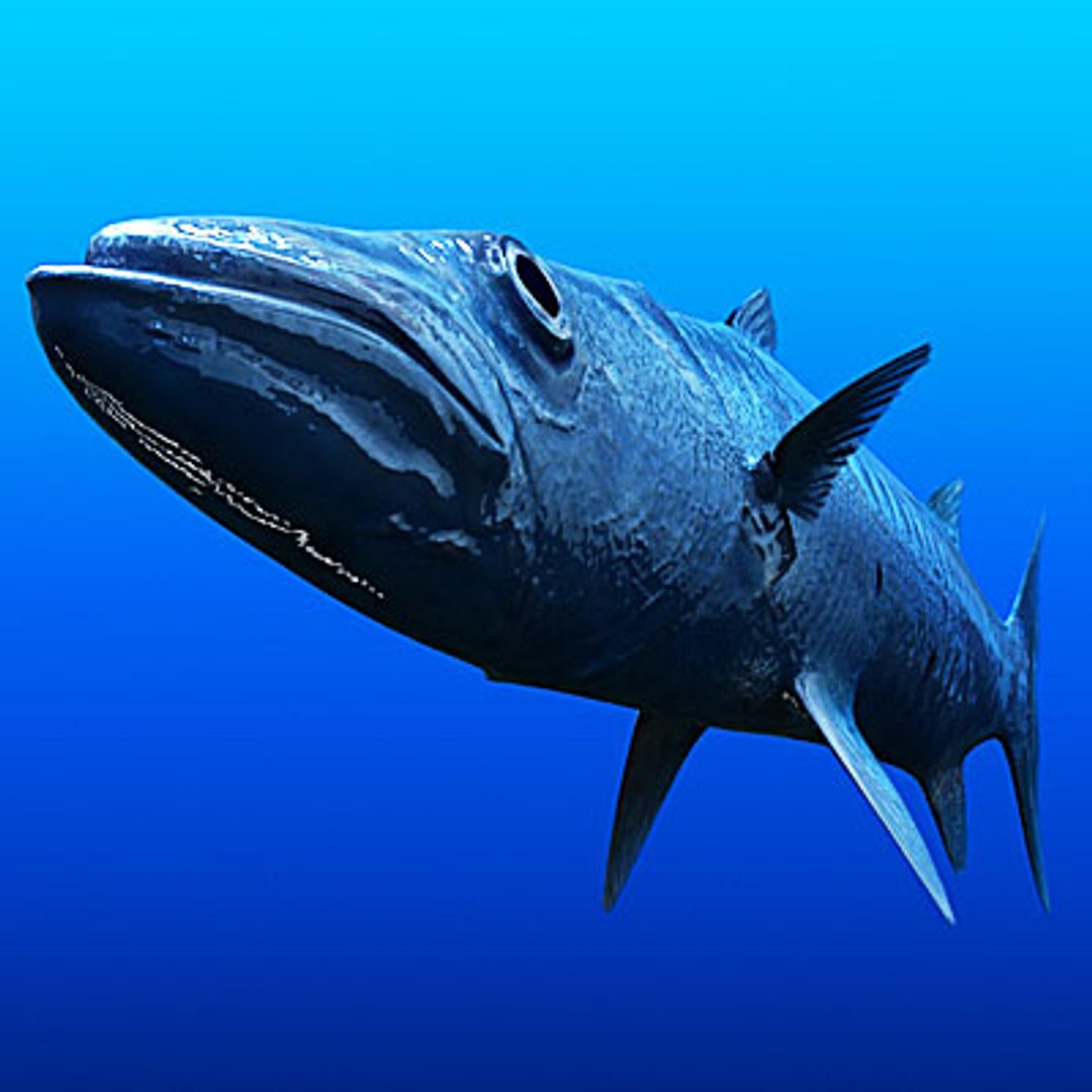 3ds barracuda dangerous fish