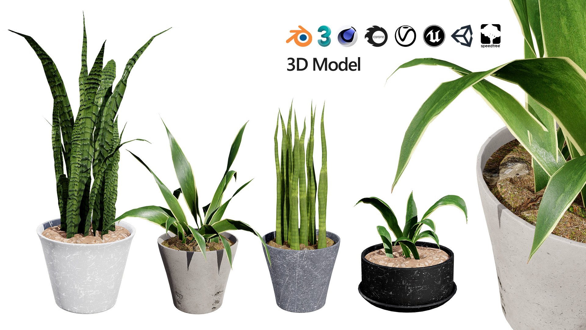 3D Snake Plant 3D Model For Indoor Scenes Model - TurboSquid 2254397