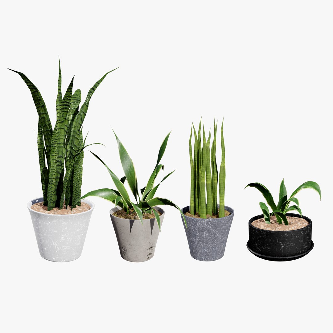3D Snake Plant 3D Model For Indoor Scenes Model - TurboSquid 2254397