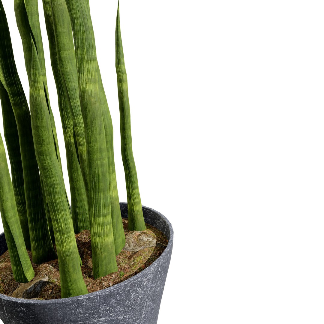 3D Snake Plant 3D Model For Indoor Scenes Model - TurboSquid 2254397