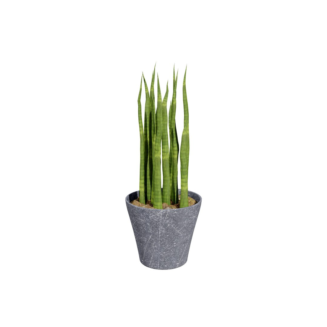 3D Snake Plant 3D Model For Indoor Scenes Model - TurboSquid 2254397