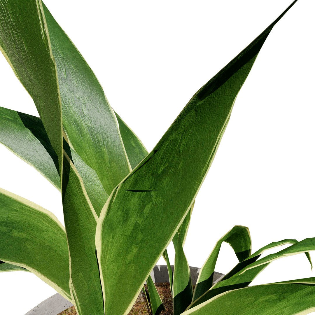 3D Snake Plant 3D Model For Indoor Scenes Model - TurboSquid 2254397