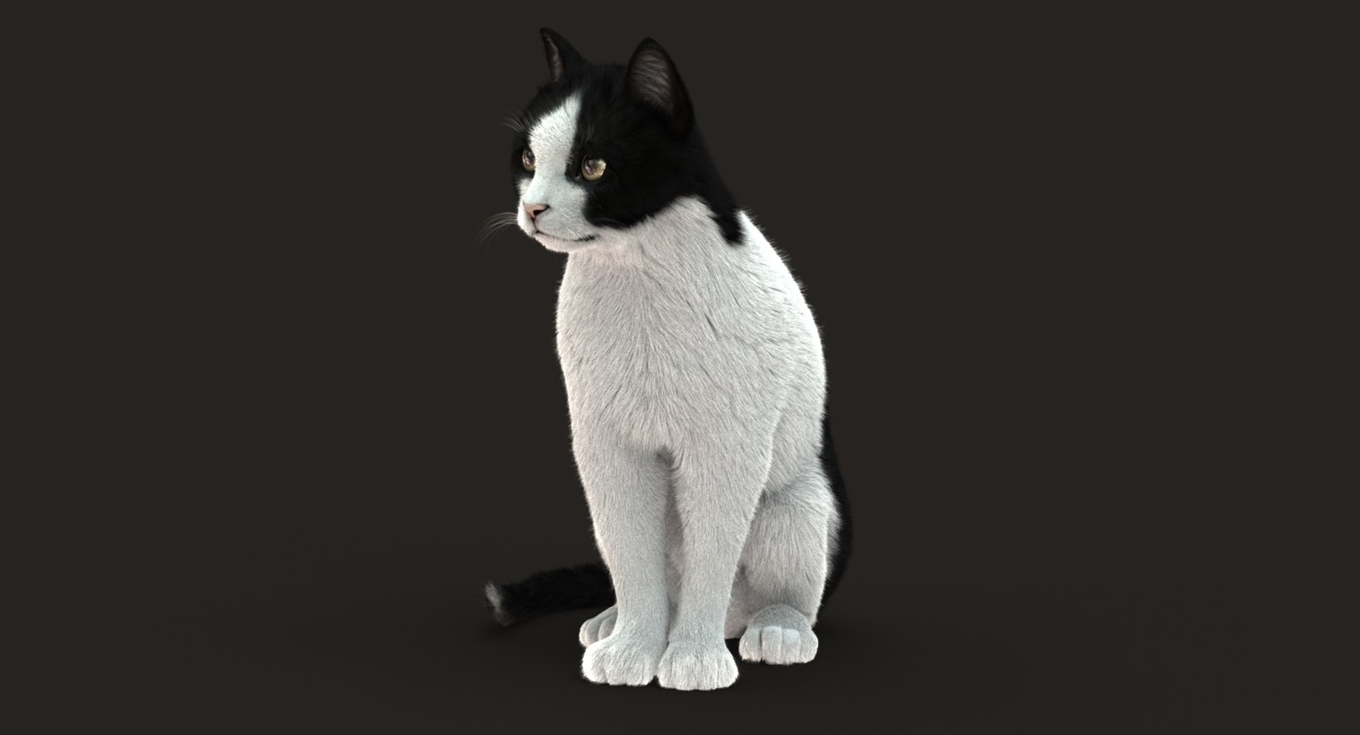 Cat Rigged Fur 2 3D Model - TurboSquid 1305316