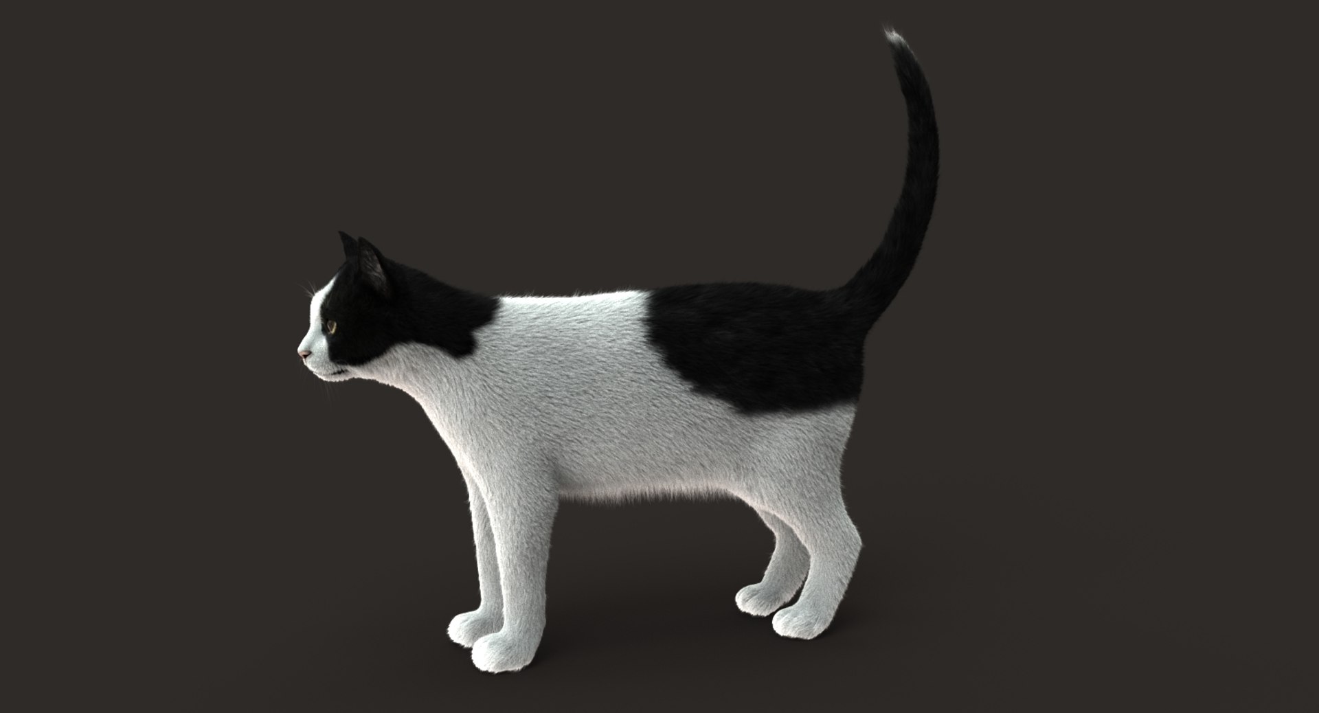 Cat Rigged Fur 2 3D Model - TurboSquid 1305316