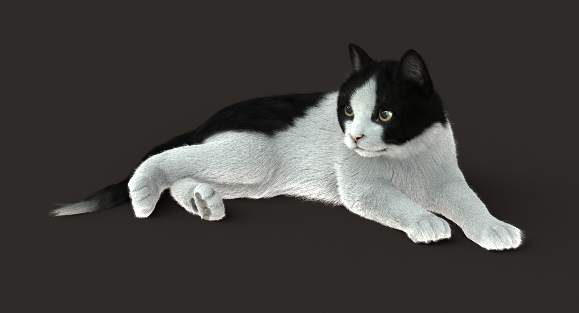 Cat Rigged Fur 2 3D Model - TurboSquid 1305316